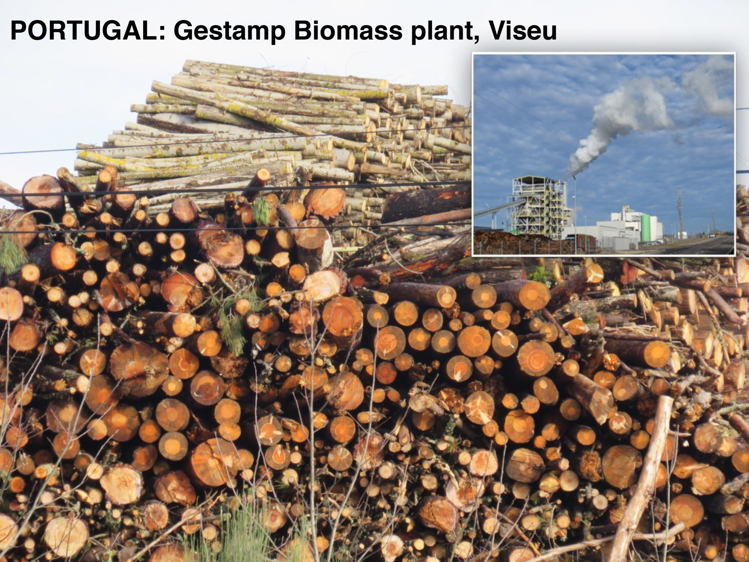 Stop subsidising the tree-burning industry: EU Commission study ...